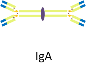 Immunoglobulina A
